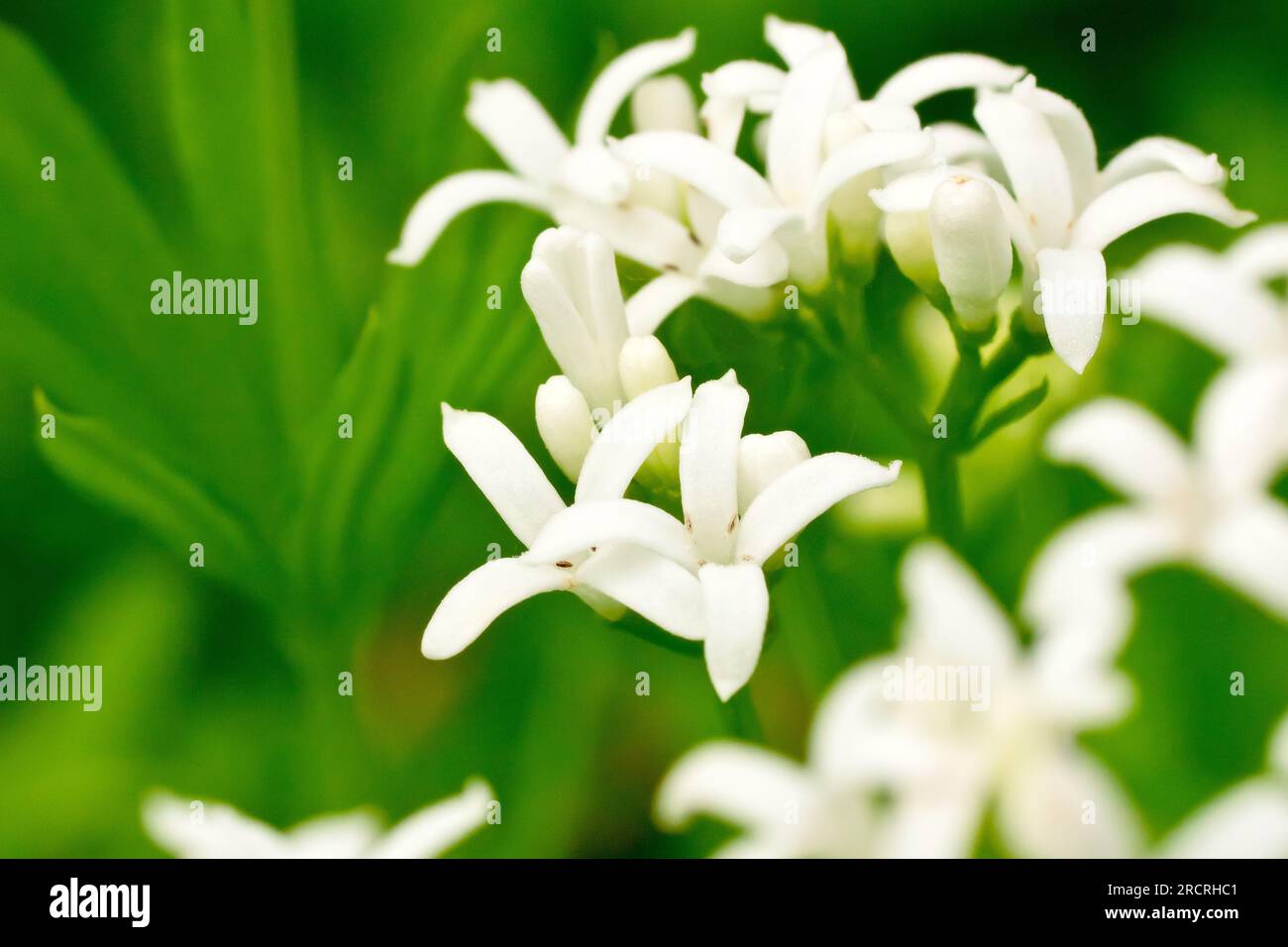 Woodruff or Sweet Woodruff (galium odoratum), close up showing the tiny ...