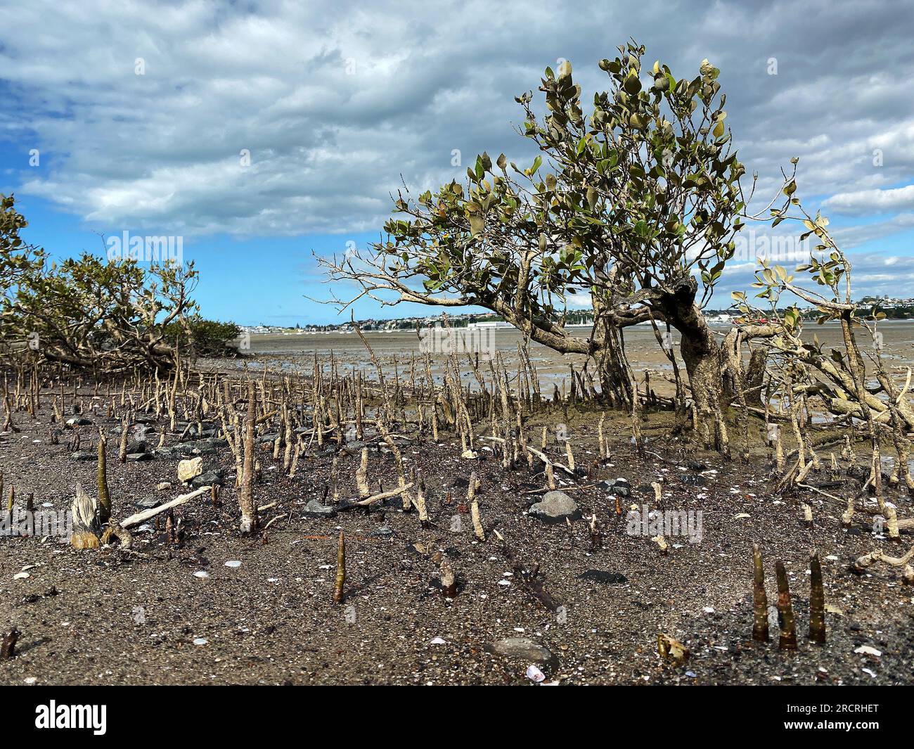 Green young Mangrove trees and pnematophores - roots growing from the ...