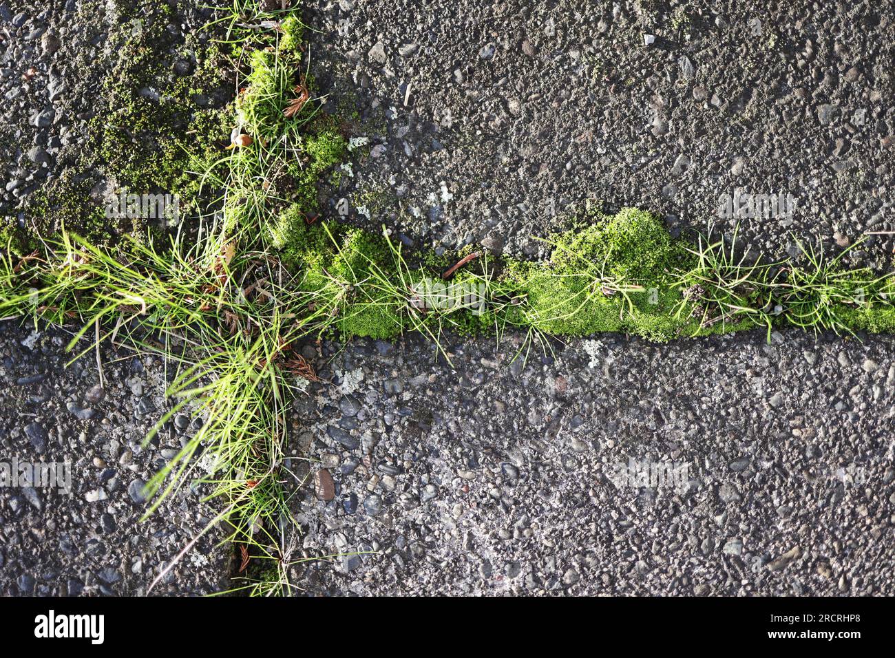 Square paving slabs overgrown with green grass. Background for urban ...
