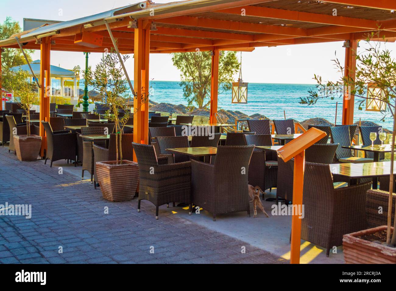Empty elegant beachside cafe outdoor seating,only kittens playing under ...