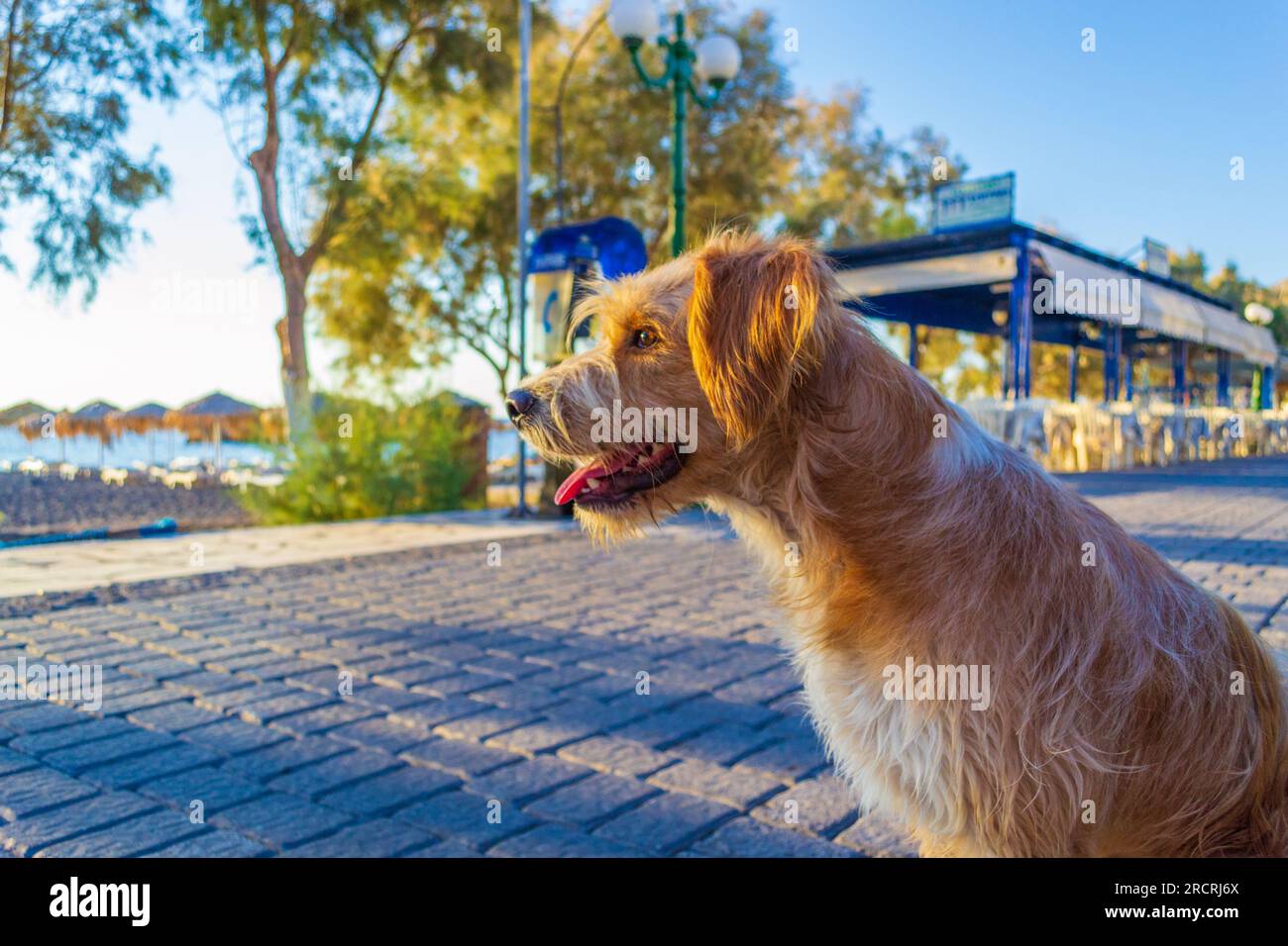 Cute stray dog at Kamari village promenade ,Santorini,Greece. While ...