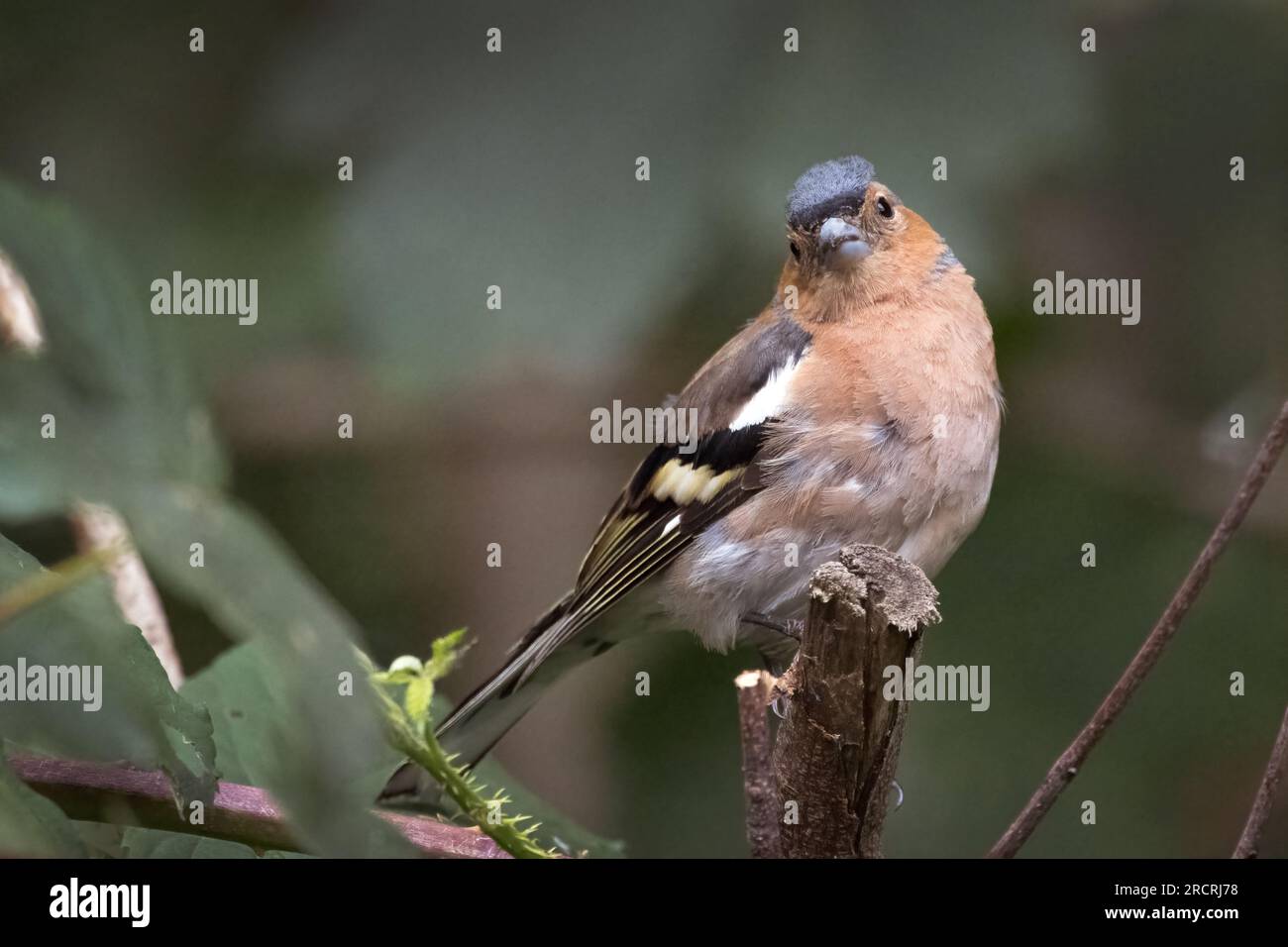 Young Chaffinch growing up and still looking fluffy Stock Photo - Alamy