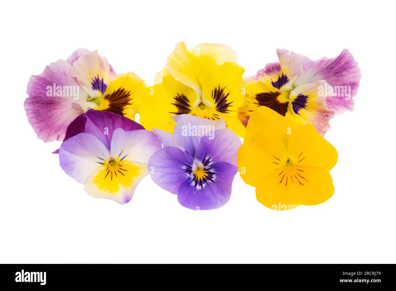 Beautiful violet pansies isolated Cut Out Stock Images & Pictures - Alamy