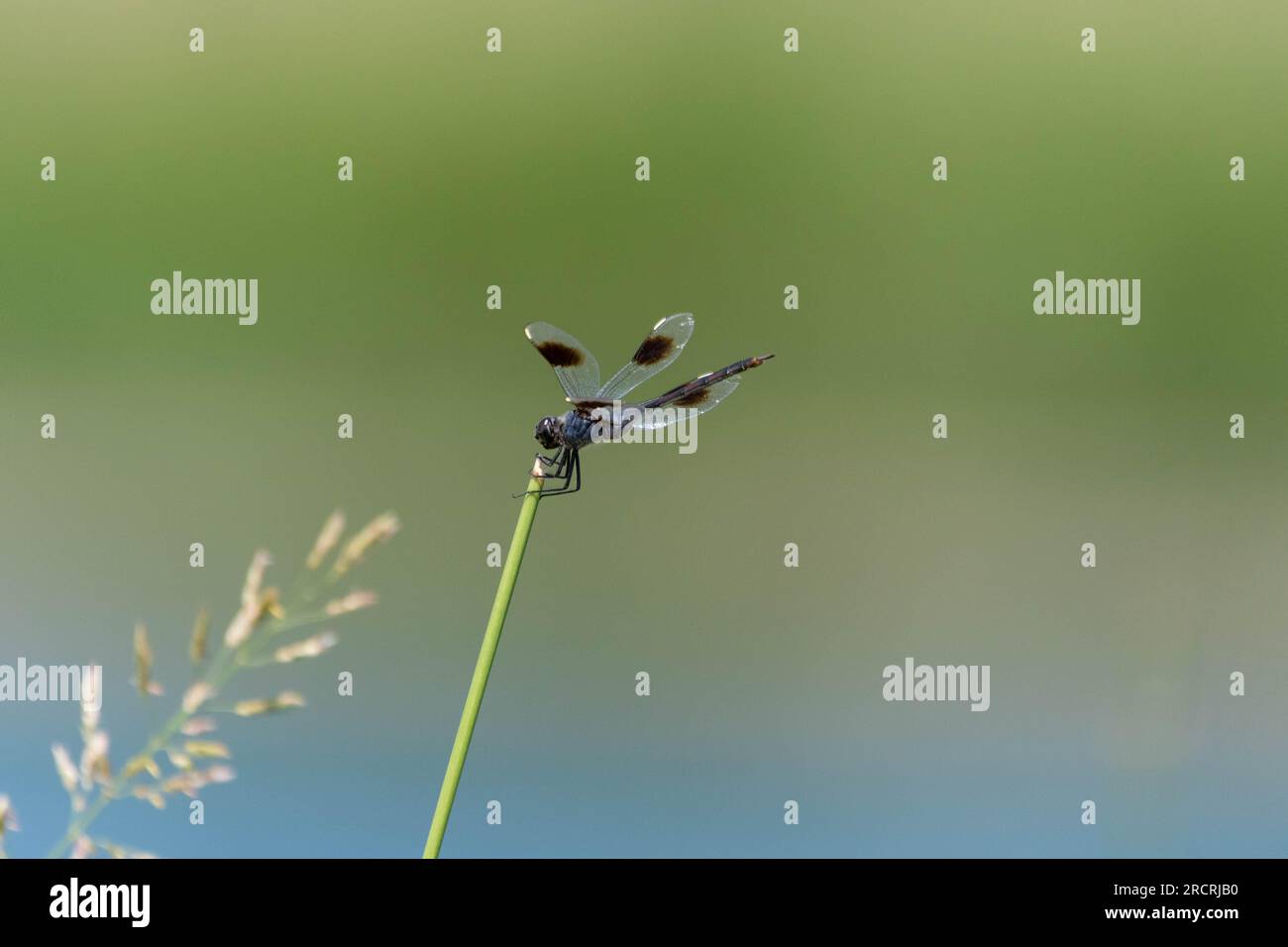 Profile of a Four-spotted Pennant dragonfly clinging to stick with the ...