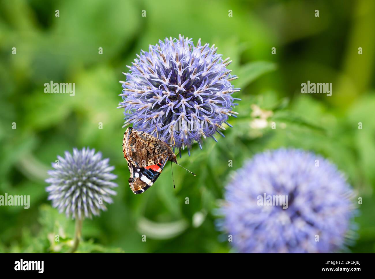 Closeup of Red Admiral butterfly (Vanessa atalanta) with wings closed together, sitting on a ...