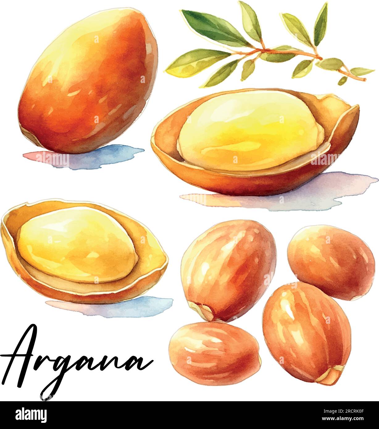Argan branch watercolor in vintage style on white background Stock ...