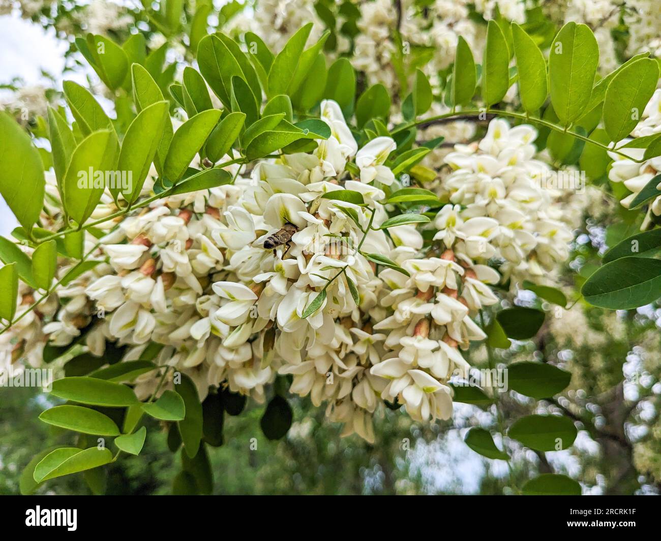 A bee on white acacia flowers collects nectar. Pollination of trees ...