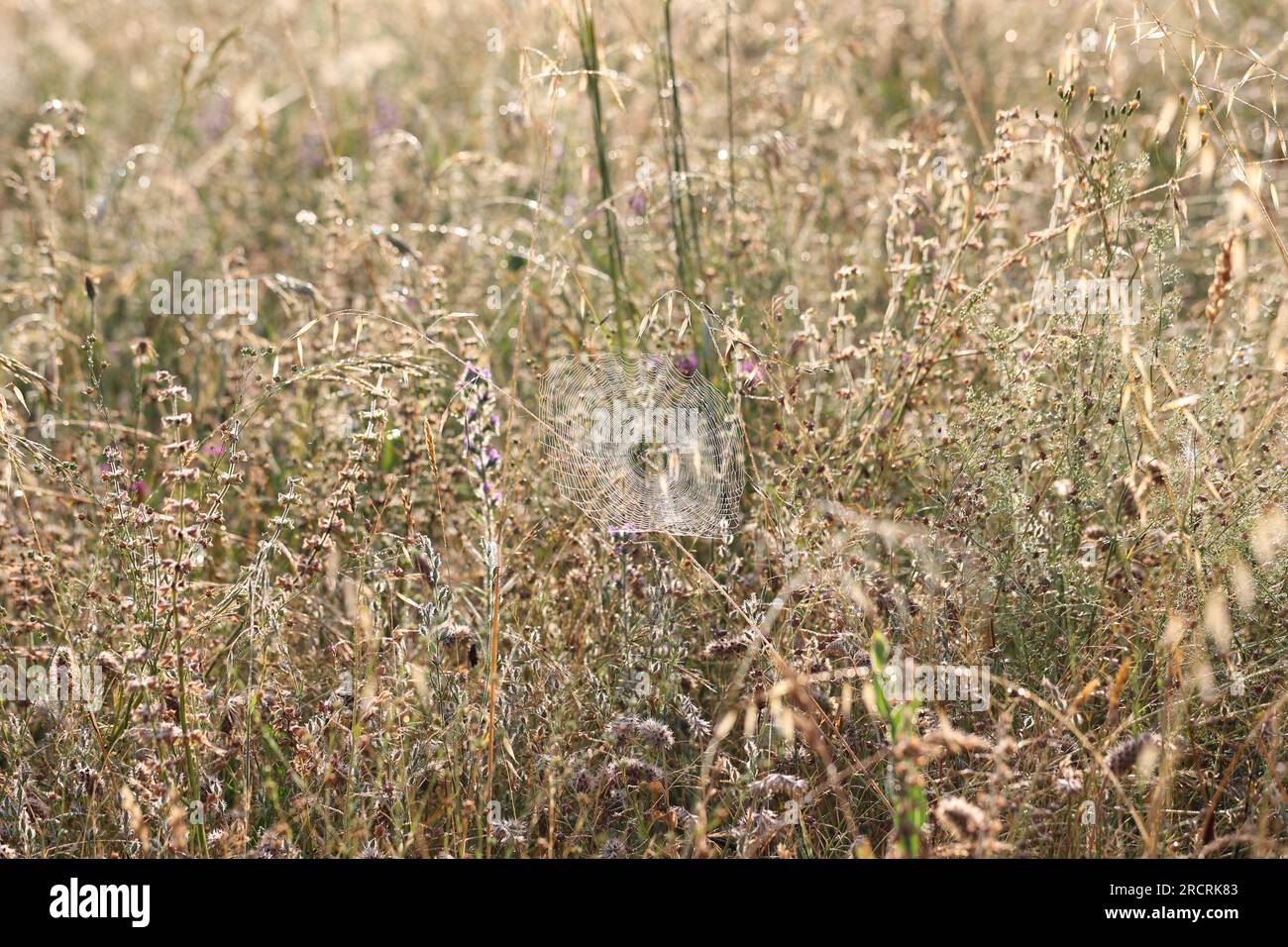 Shining spider web hi-res stock photography and images - Alamy