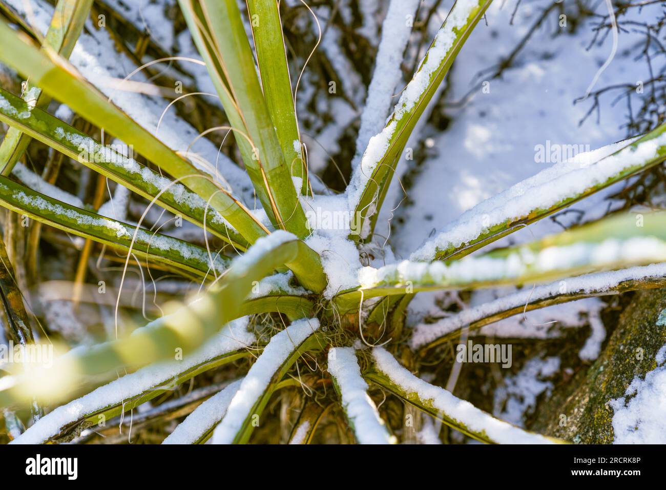 Snow on the leaves of a Mojave Yucca in the California Desert of Joshua ...