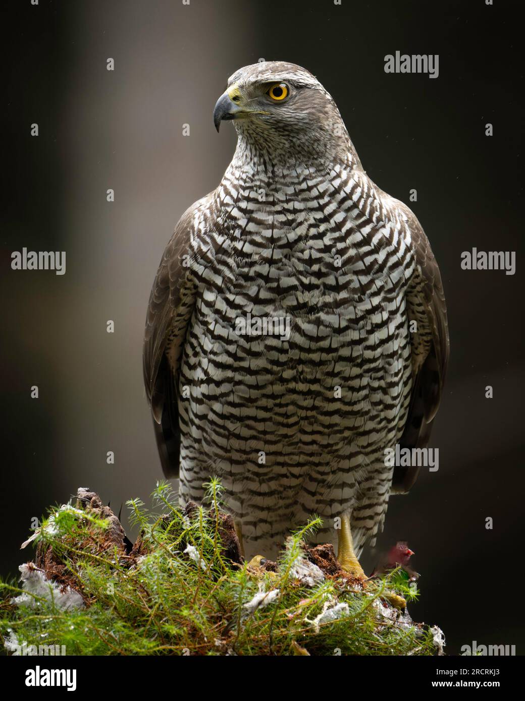 Goshawk scotland hi-res stock photography and images - Alamy