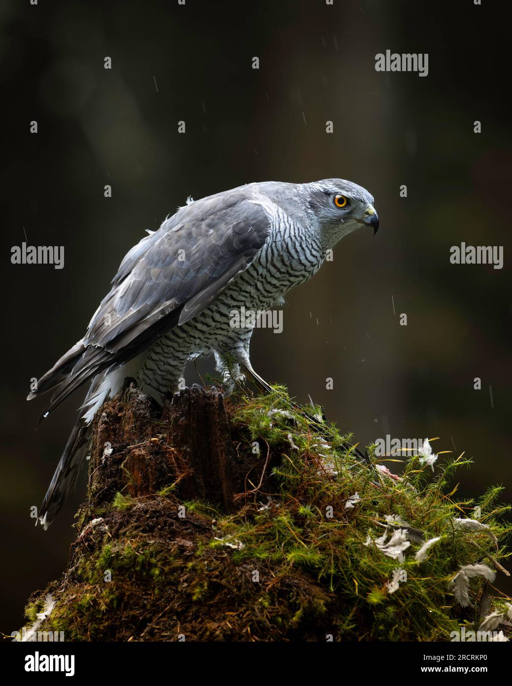 Goshawk scotland hi-res stock photography and images - Alamy
