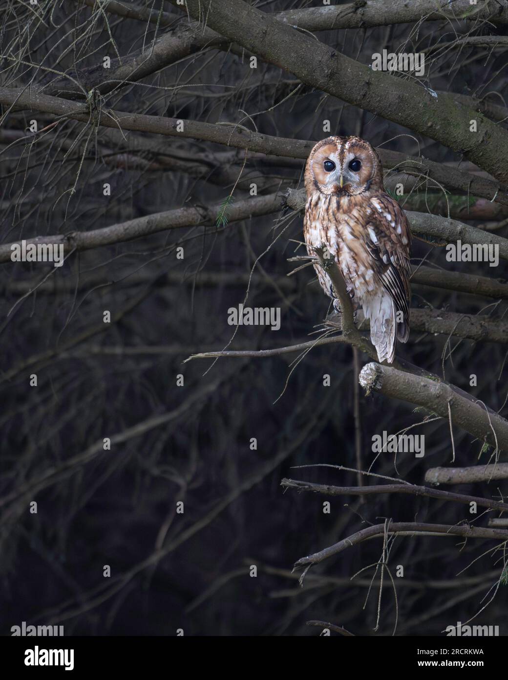 British owl hi-res stock photography and images - Alamy