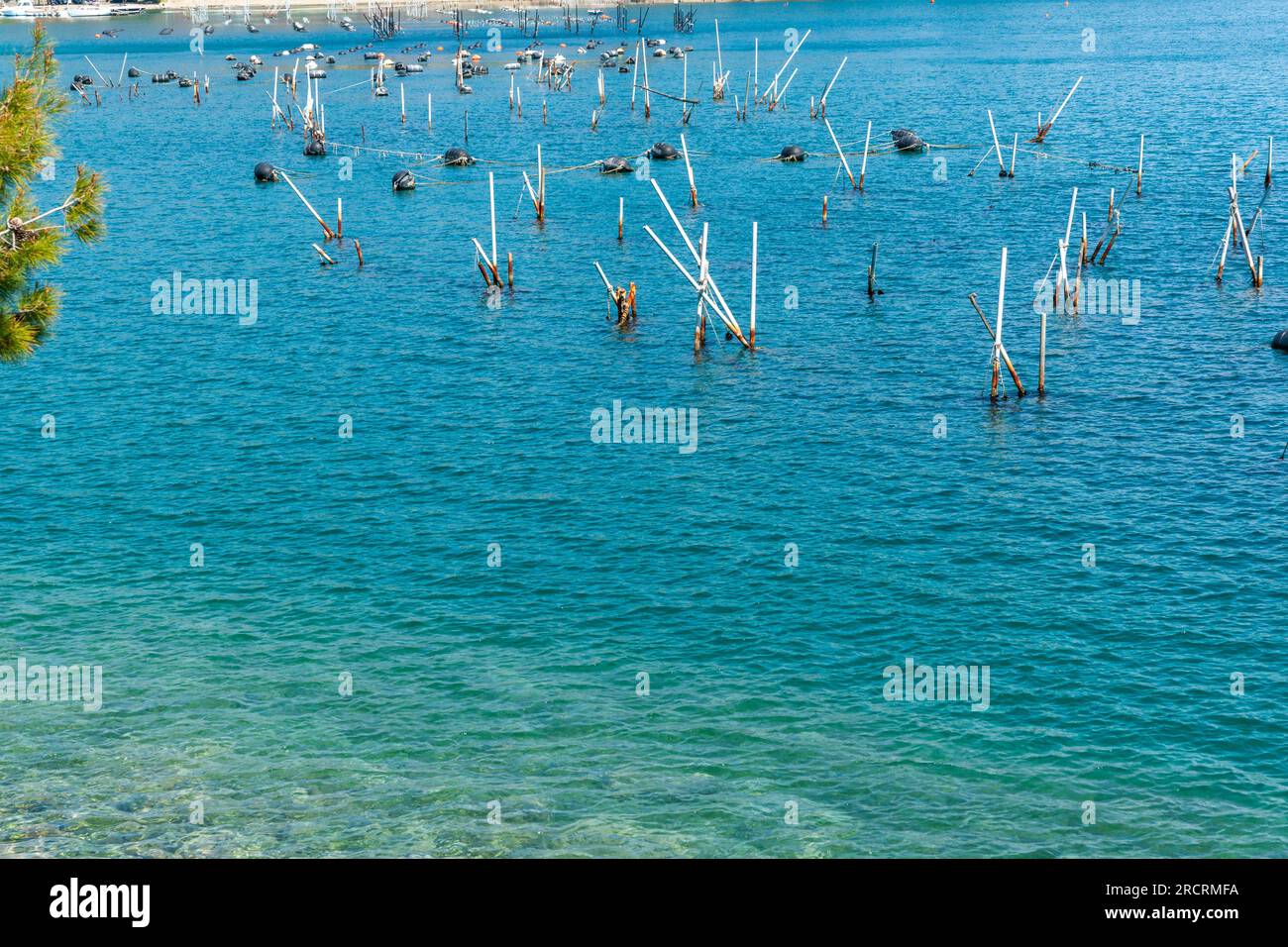 Scenic bay in Portovenere with stick structure of traditional mussel ...