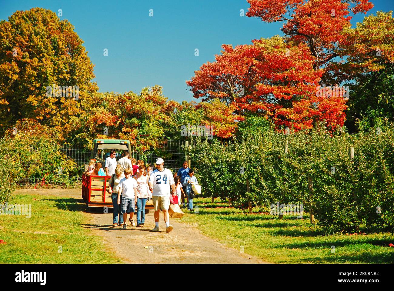 A family spends a sunny autumn ay picking apples at an orchard while ...