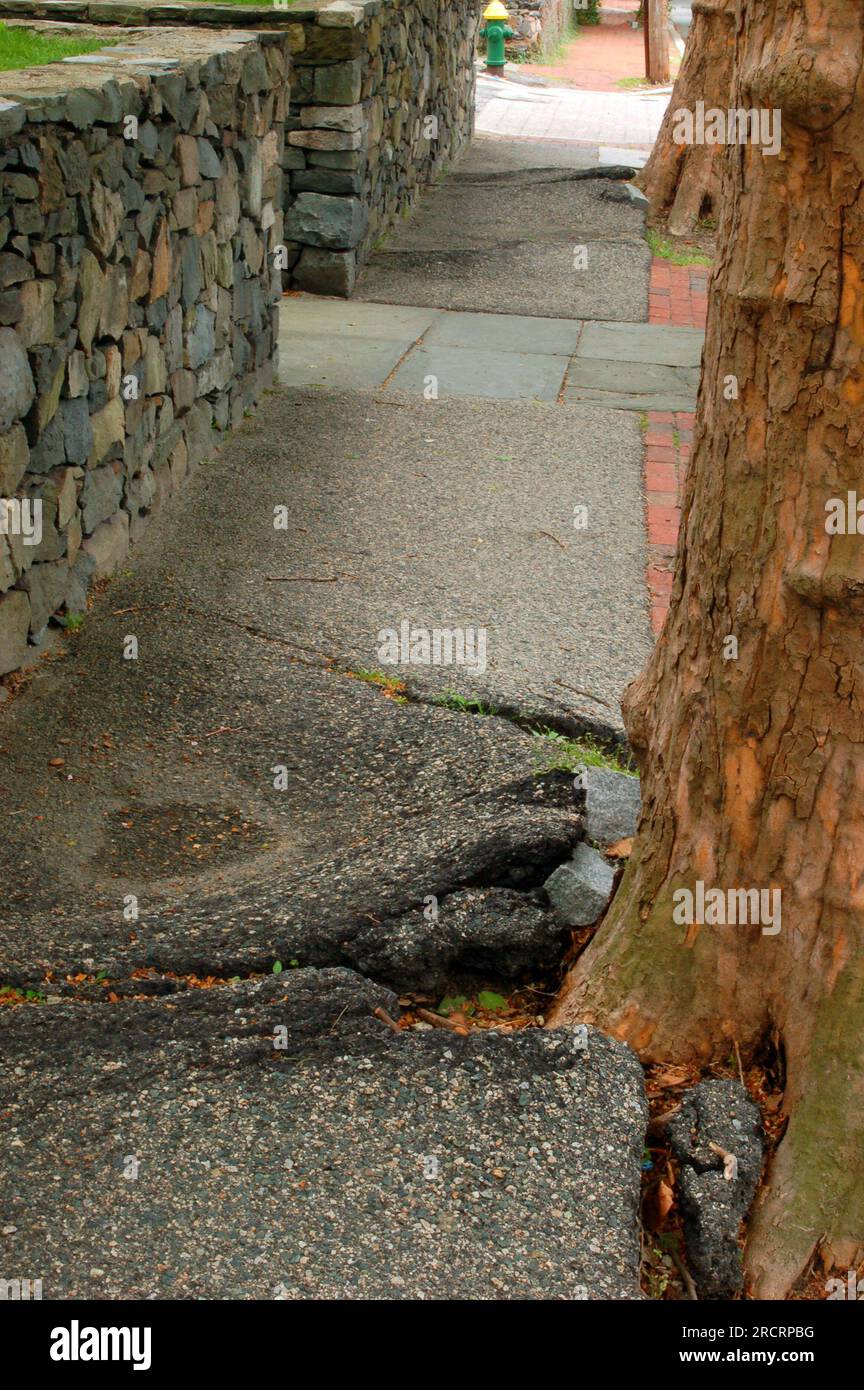 An overgrown tree root system breaks up an asphalt sidewalk, creating a ...
