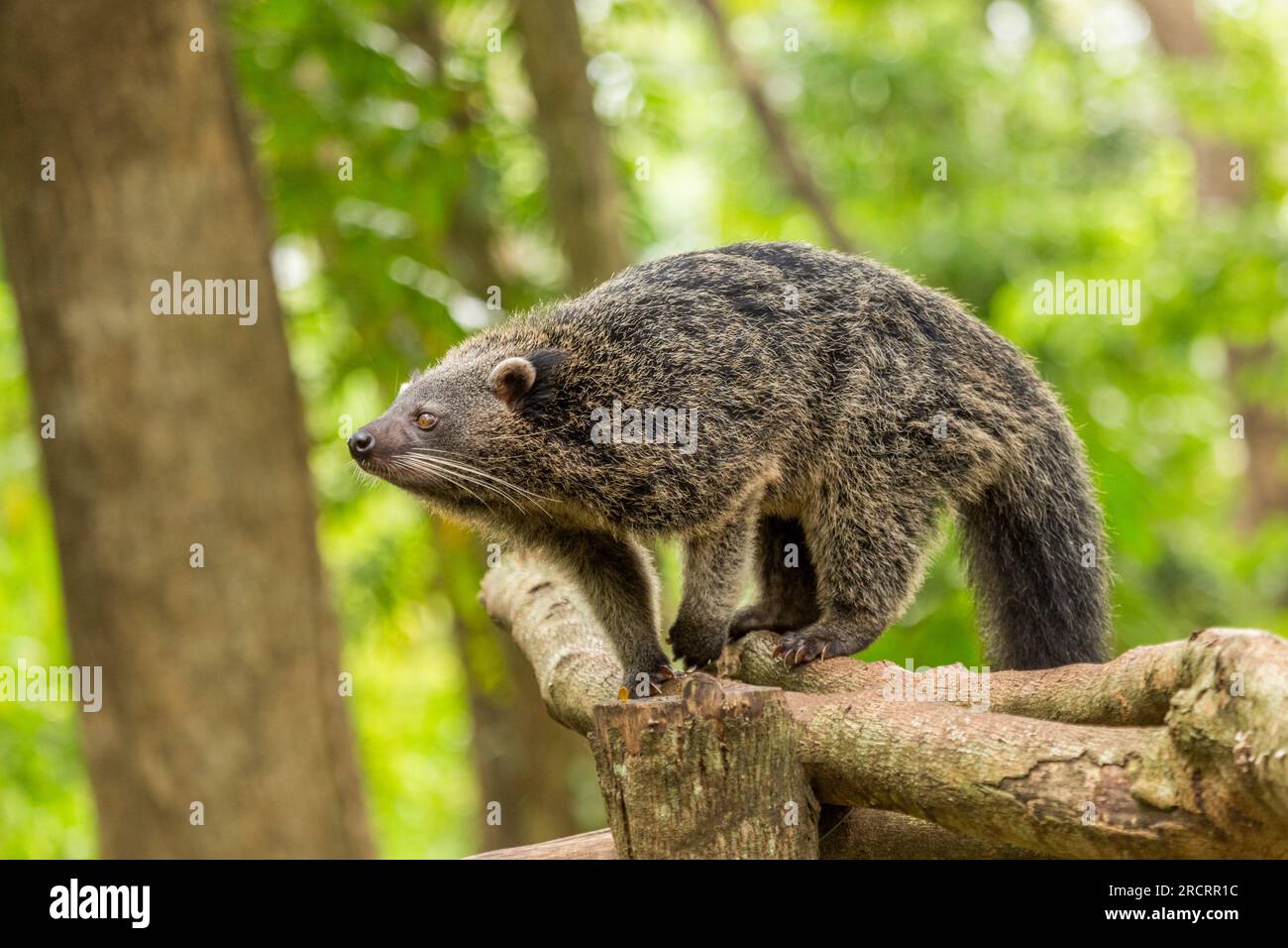 Binturong or philipino bearcat walking on the trees, Palawan ...