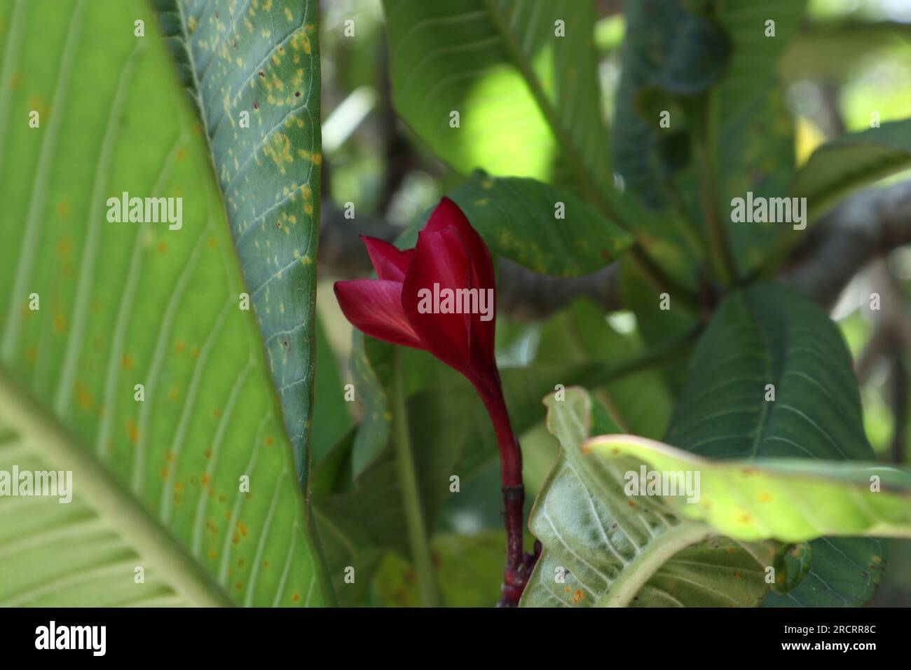 Araliya flower hi-res stock photography and images - Alamy