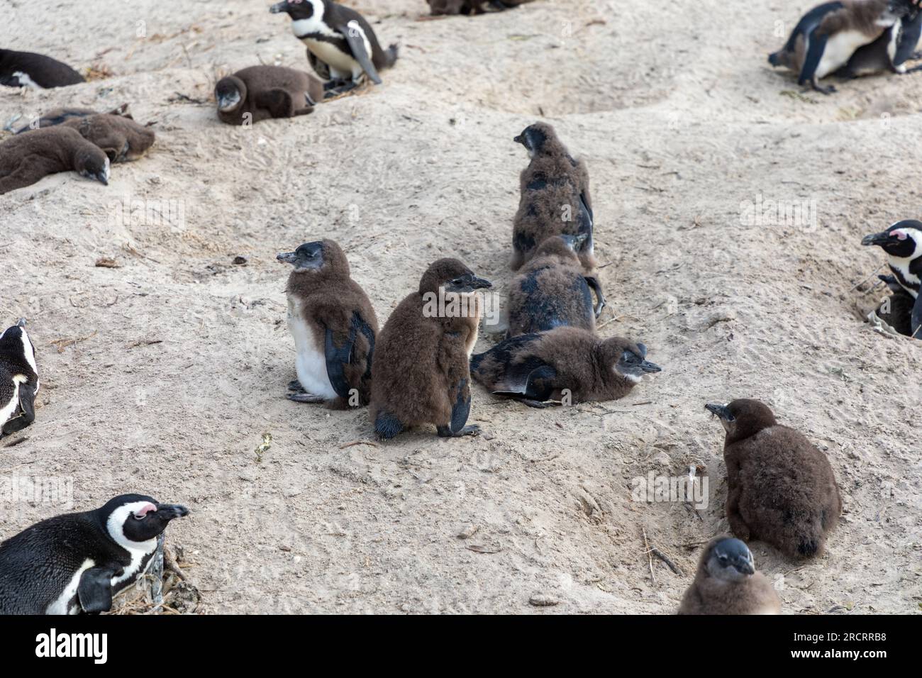 A group of Penguin nestlings around their nesting site on a beach in ...