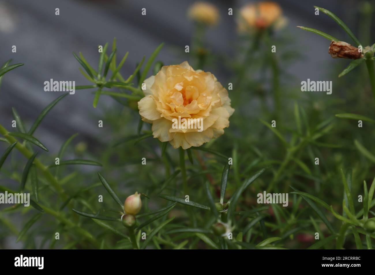 Mexican rose hi-res stock photography and images - Alamy