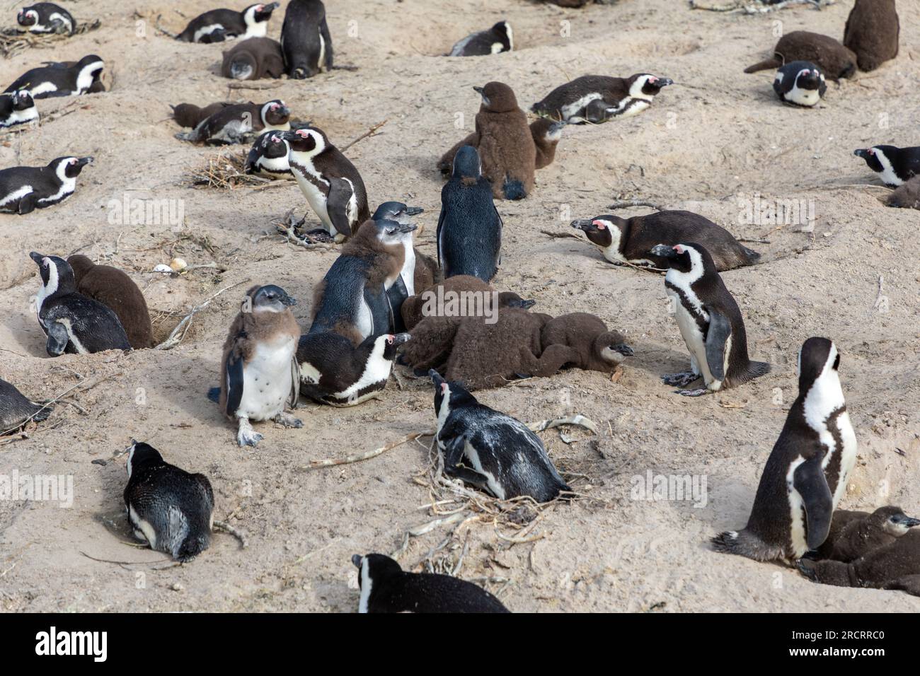 A colony of African Penguins around their nesting site with their ...