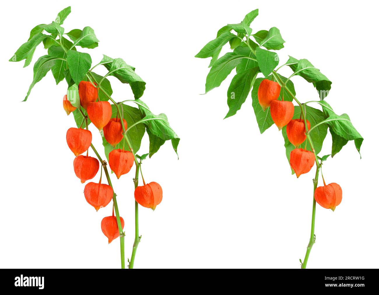 branch of physalis with leaves isolated on white background Stock Photo ...