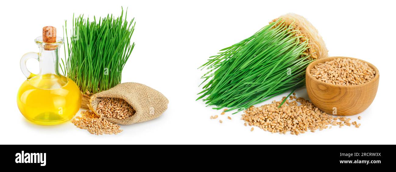 Wheat green sprouts and wheat germ oil isolated on white background ...