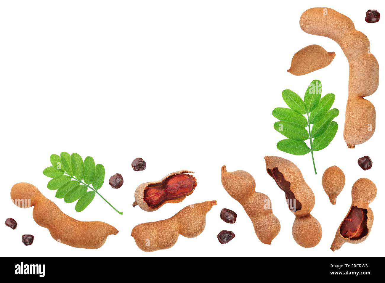 Tamarind fruit with leaf and seed isolated on white background with ...