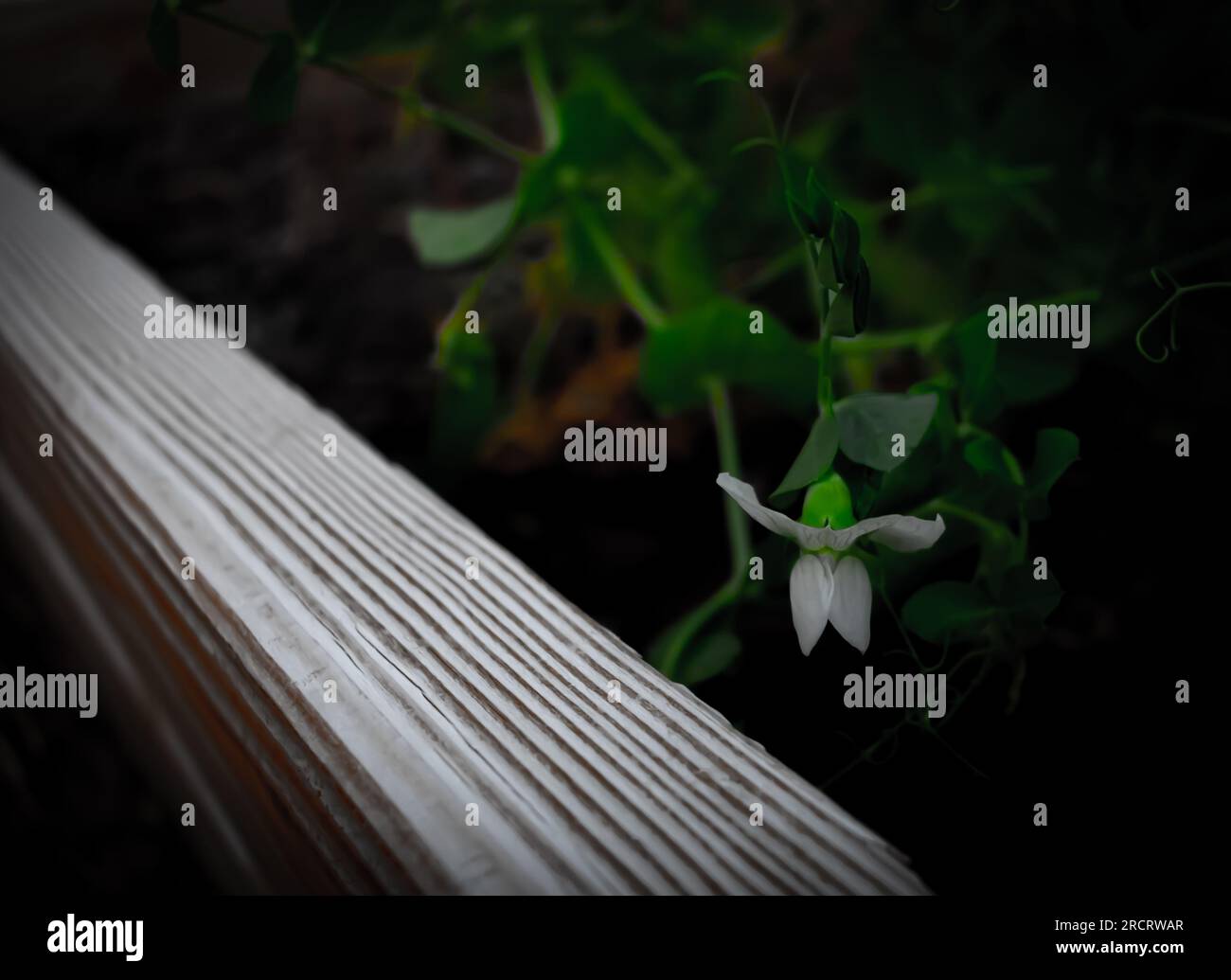 HD photograph of a pea vegetable plant in bloom with white flowers on a ...