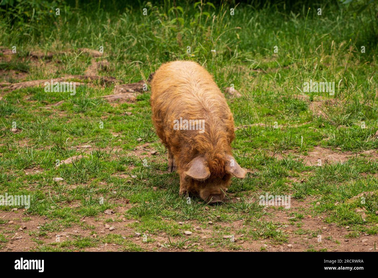 Domestic pig on a farm in Germany Stock Photo - Alamy