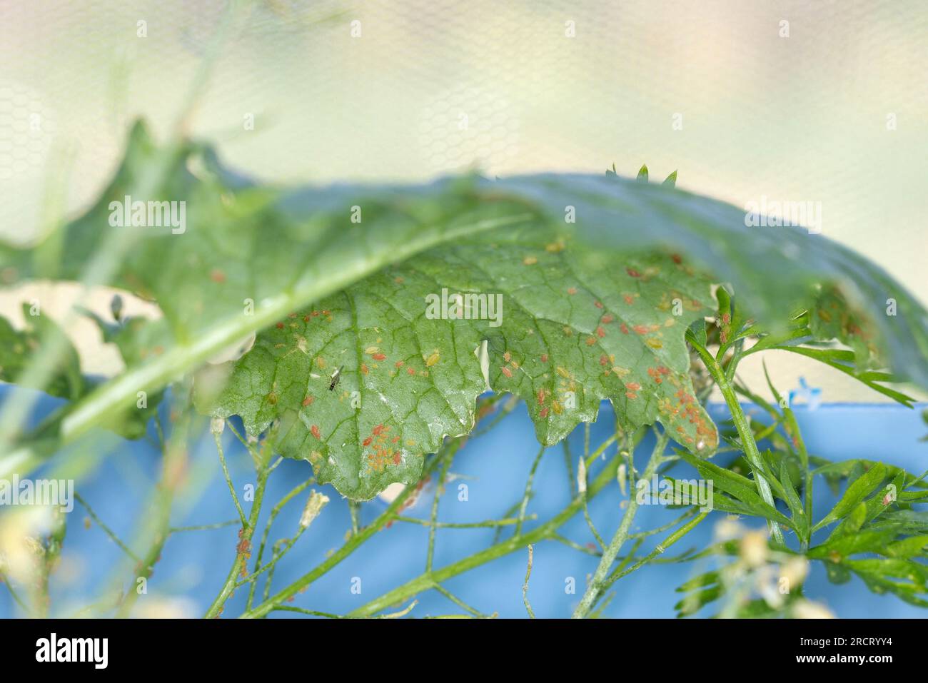 Aphid infestation little bugs covering the underside of a leaf in a ...