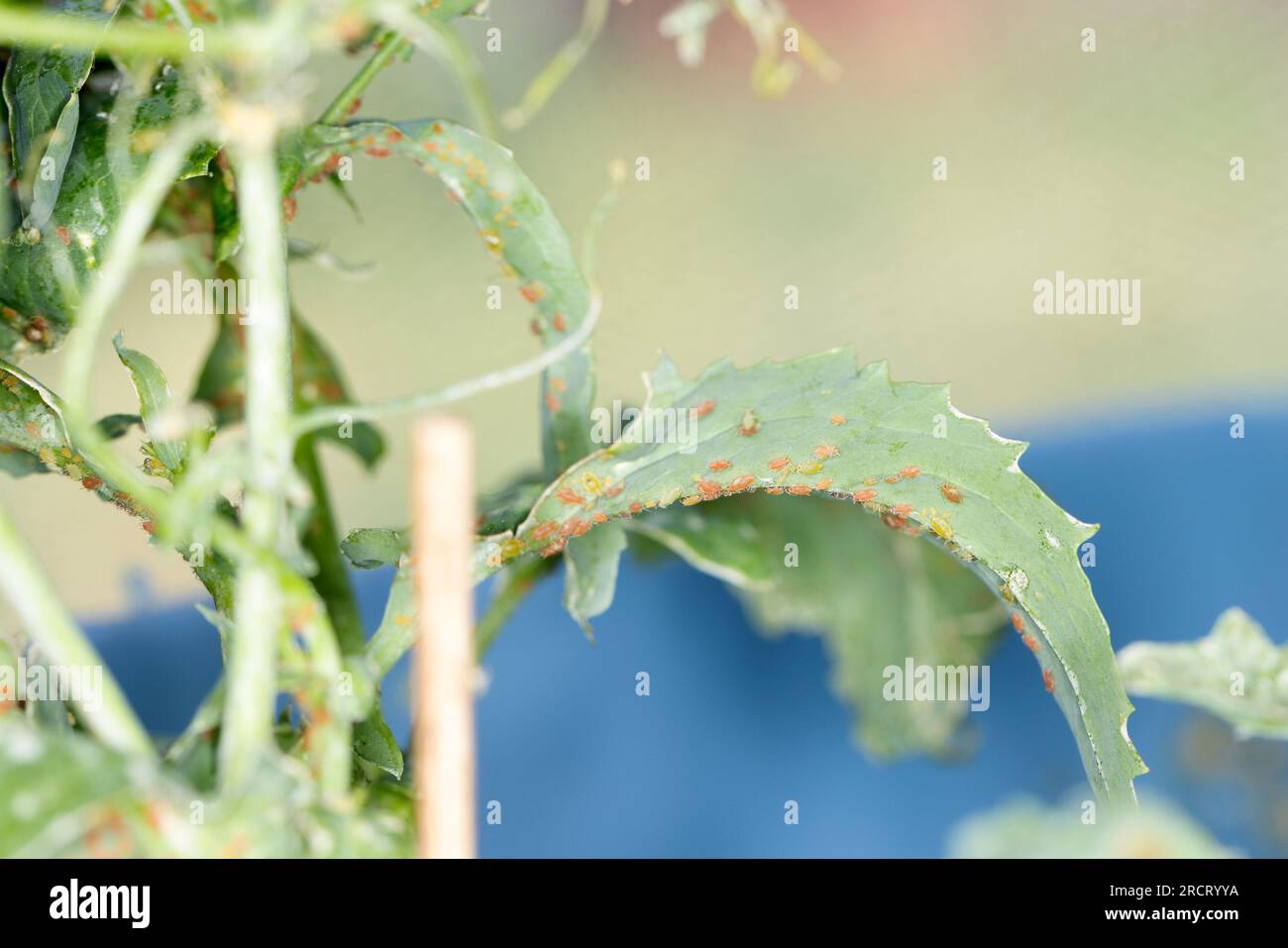 Aphid infestation little bugs covering the underside of a plant in a ...