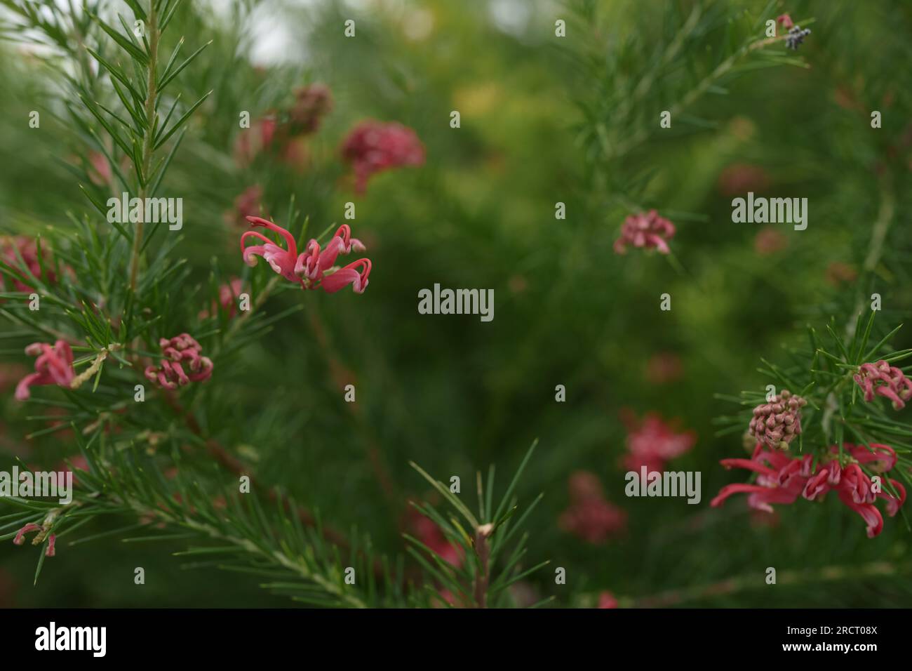 Rosemary grevillea also called grevillea rosmarinifolia bush red flower ...