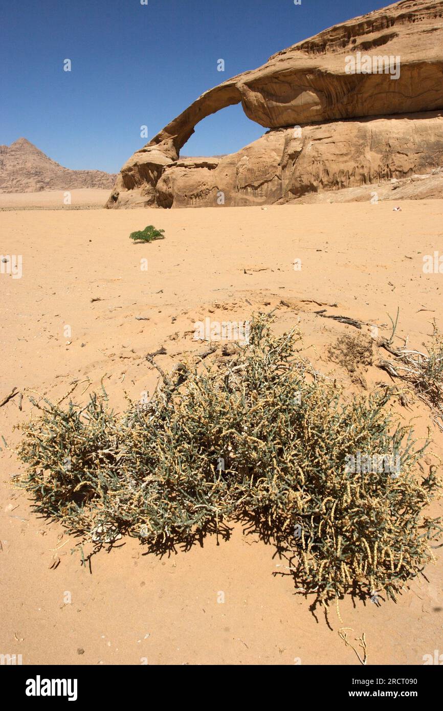 Uadi Rum, Wadi Rum, وادي رم‎, , Wādī Rum, desert, Valley of the Moon ...