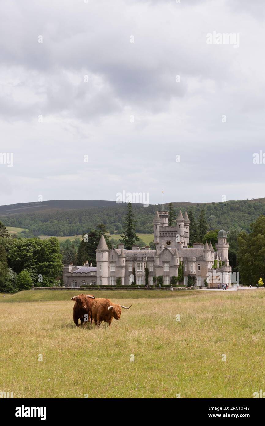 A Highland Bull and Cow in a Field in the Grounds of Balmoral Castle on ...