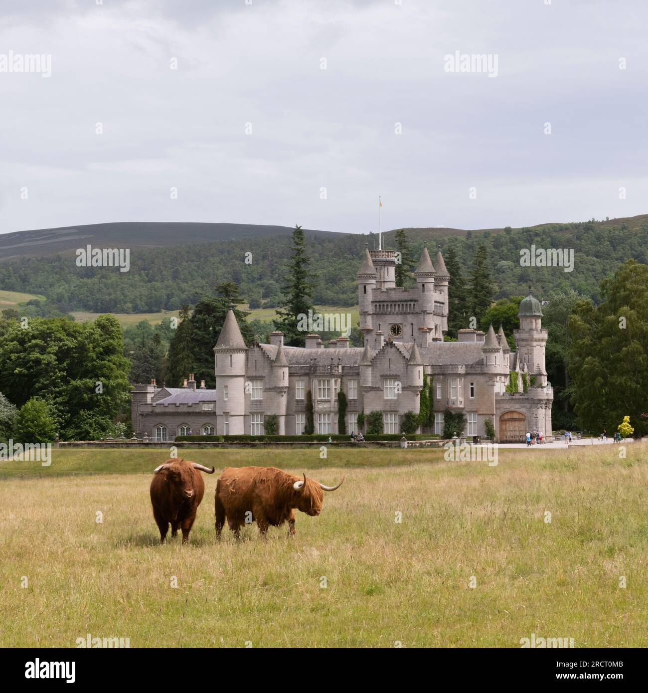 Highland Cattle (a Bull and a Cow) in a Field in Front of Balmoral ...