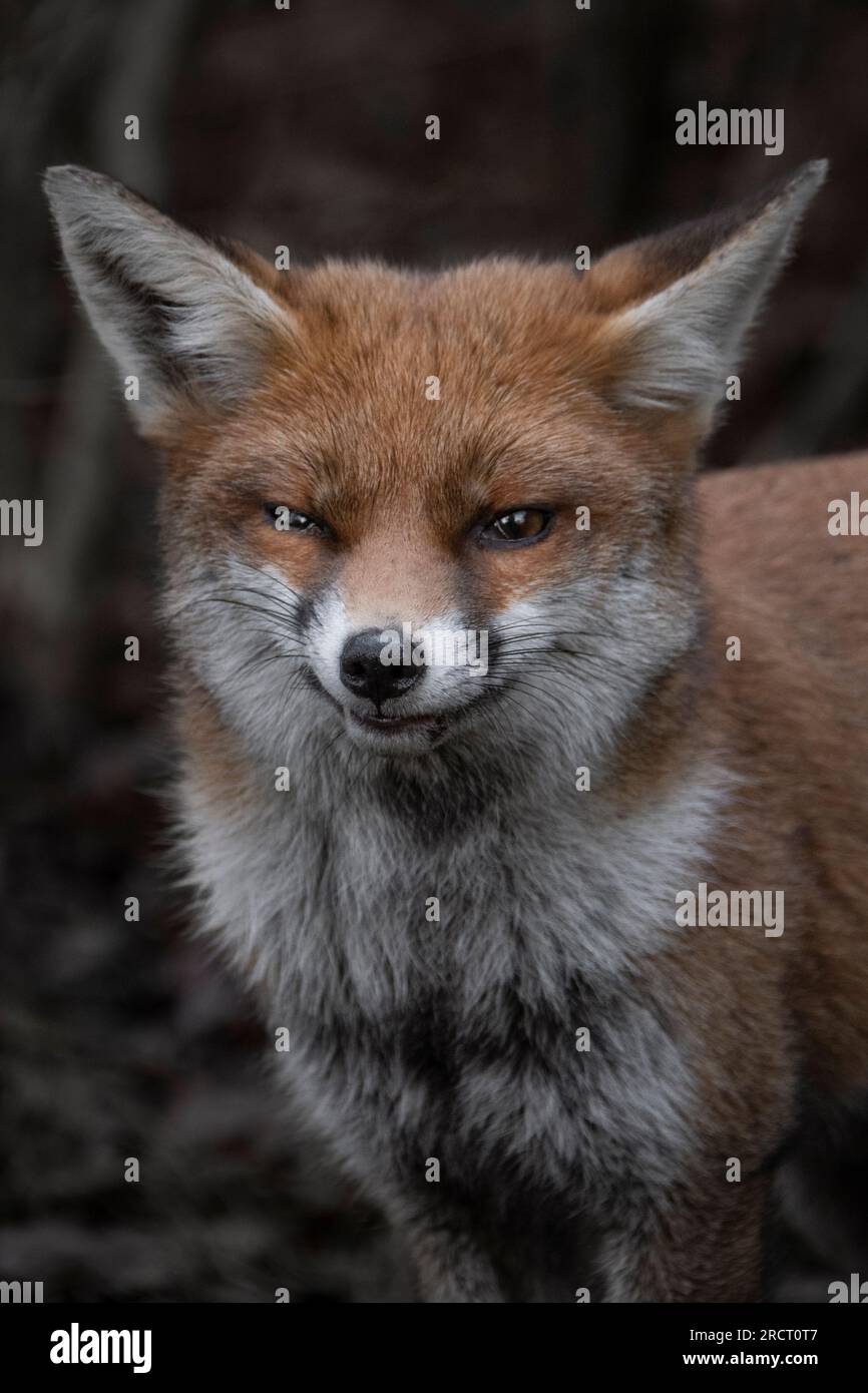 Urban wildlife in london parks hi-res stock photography and images - Alamy