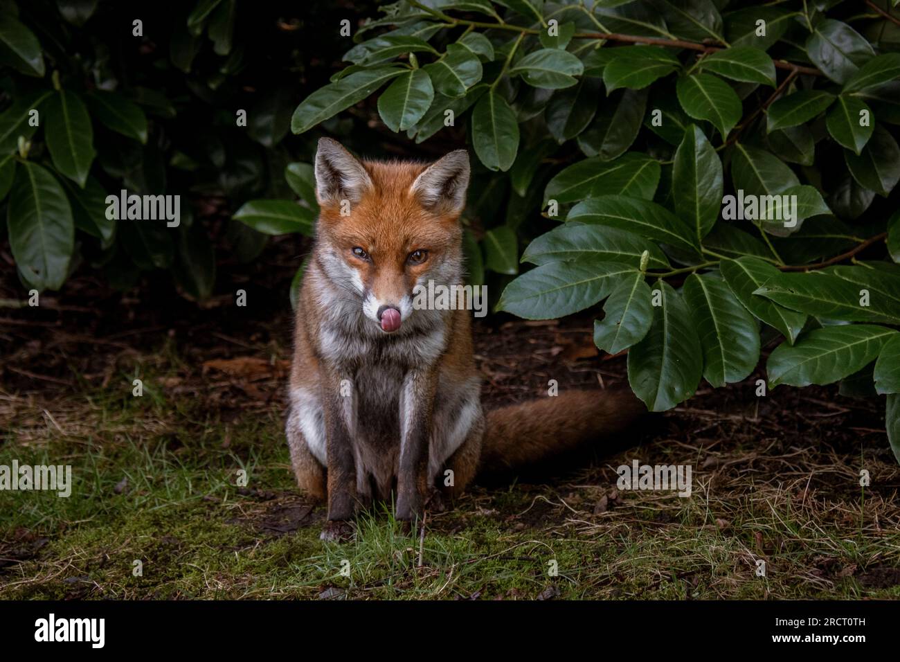 An Urban Fox in Londons Greenwich Park Stock Photo - Alamy