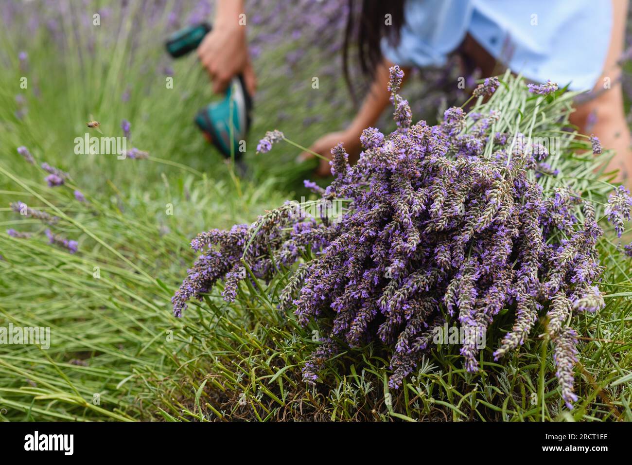 Lavender harvesting, woman cuts off the bushes of flowering lavender Stock Photo - Alamy