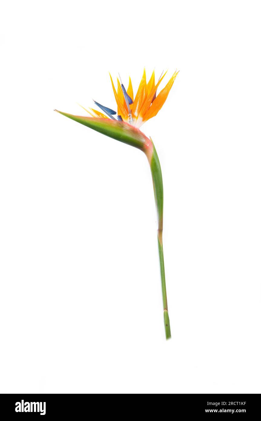 tropical plant strelitzia with colors Stock Photo - Alamy