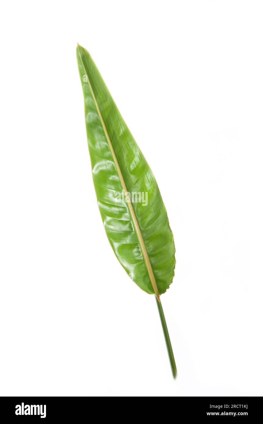 Tropical leaf foliage botany Cut Out Stock Images & Pictures - Alamy