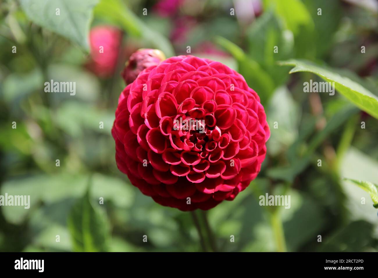 Cornel dahlia hi-res stock photography and images - Alamy