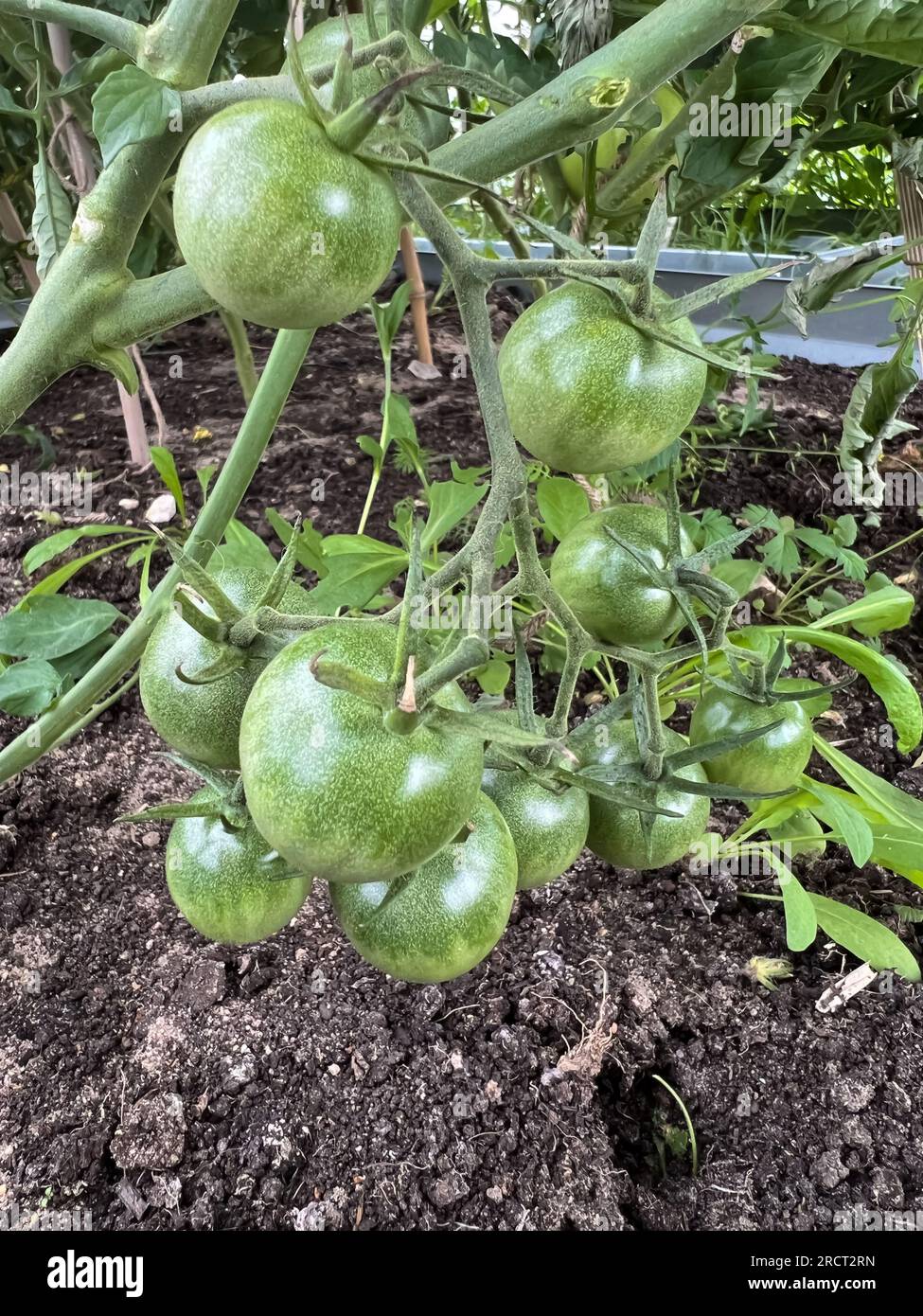 Tomato grows in a garden plot in a greenhouse Stock Photo - Alamy