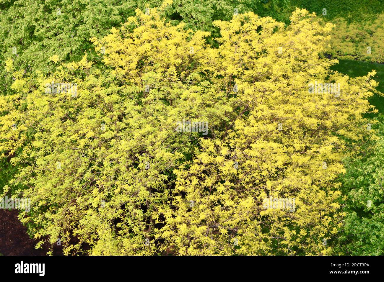 Aerial view of tree against green lawn in early spring in Lakewood ...