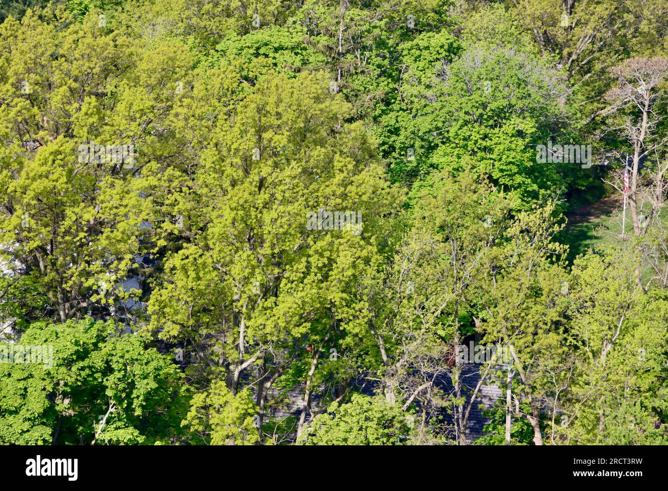 Aerial view of tree tops in early spring in Lakewood, Ohio Stock Photo ...