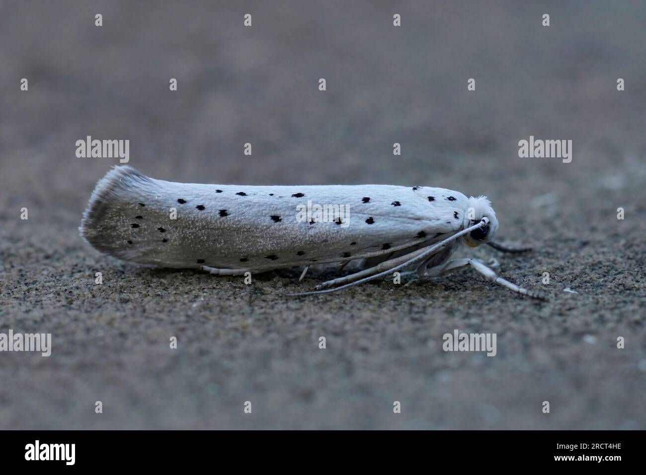 Detailed closeup on a small white with block spots micro Ermine moth ...