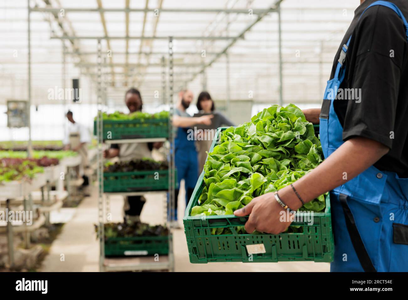Freshly harvested crate of green lettuce in environmentally conscious ...