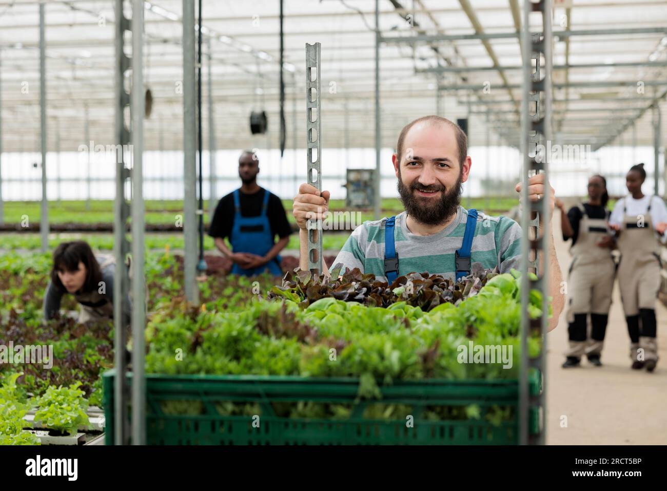 Busy group of farm workers harvesting healthy nutritious organic bio ...