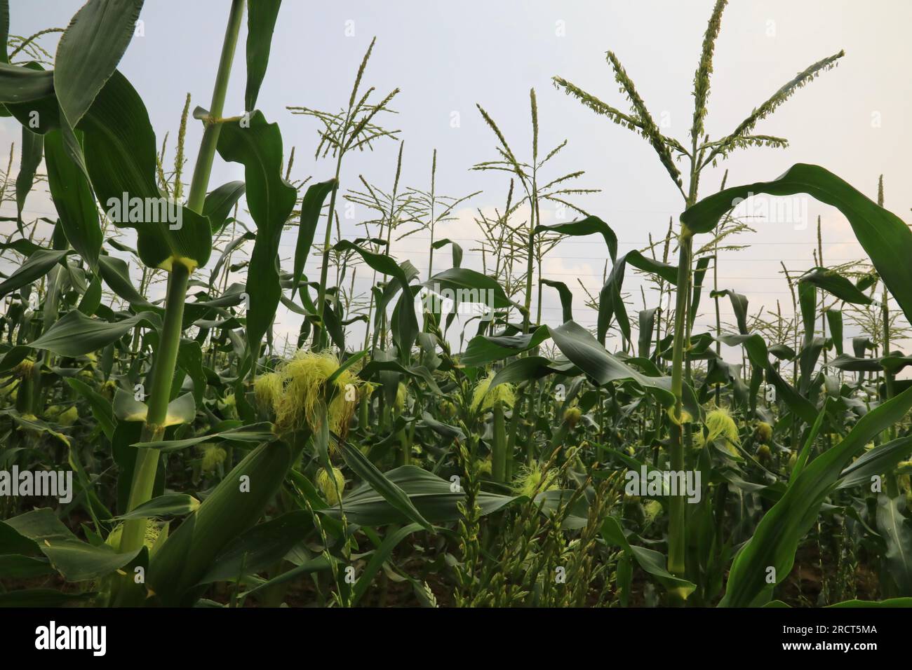 CORN FIELD MIDWEST Stock Photo - Alamy