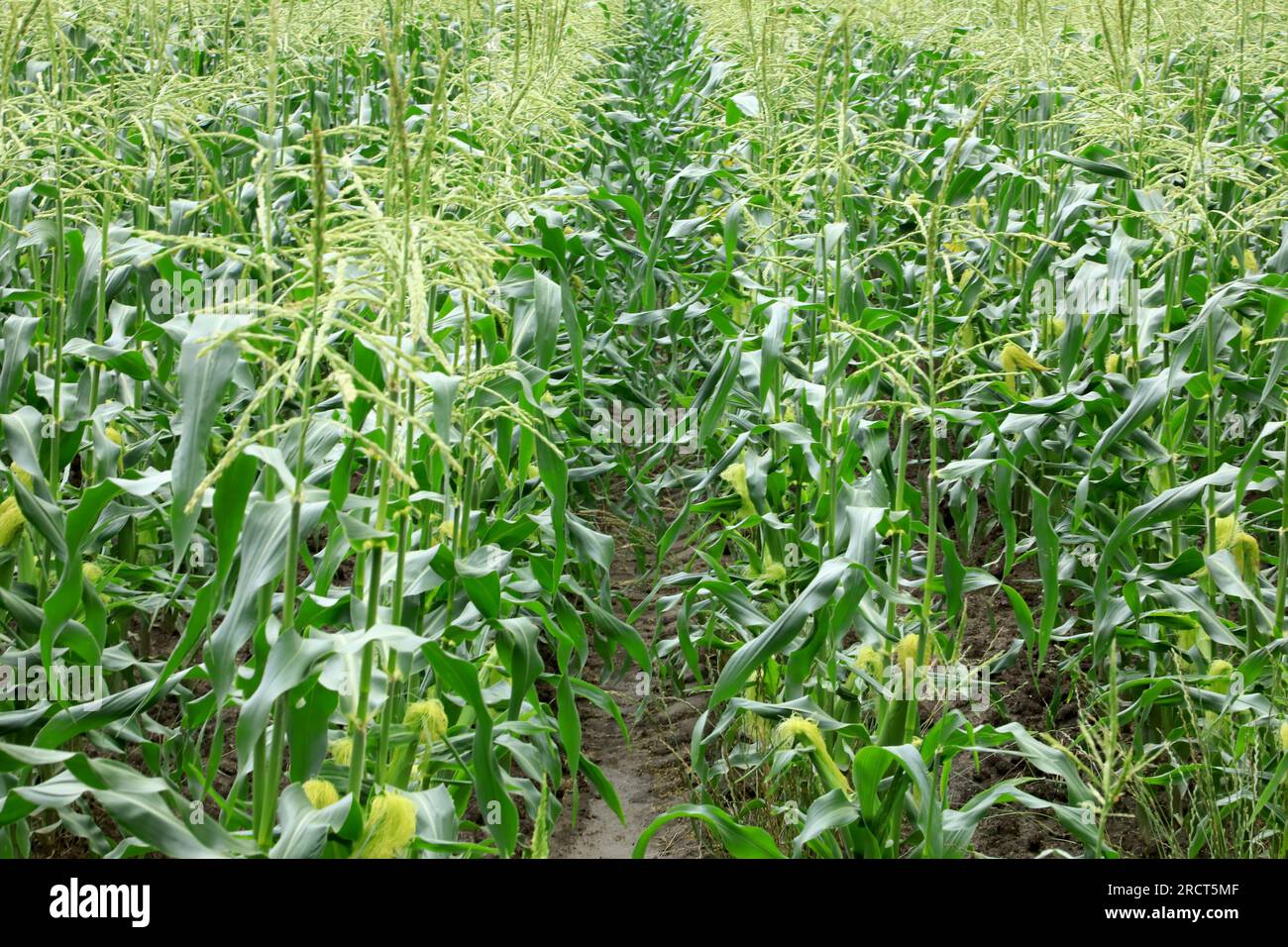Crop maze hi-res stock photography and images - Alamy