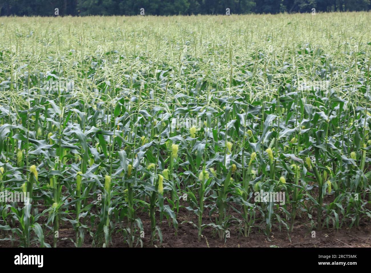 Corn maze midwest hi-res stock photography and images - Alamy